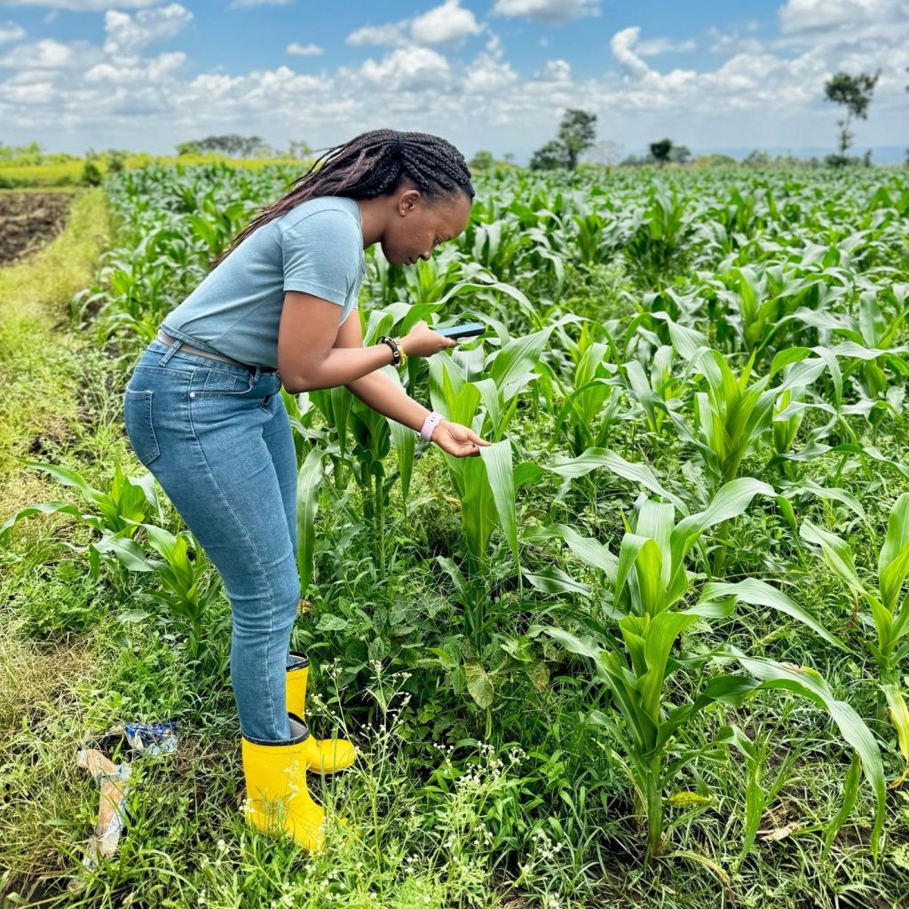 Crop Disease Detector - The Nelson Mandela African Institution of ...